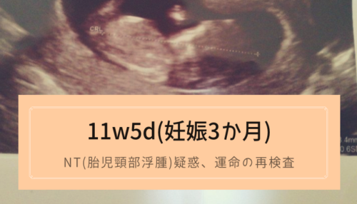 11w5d/むくみ→NT(胎児頸部浮腫)疑惑、運命の再検査 | てんの育児キロク